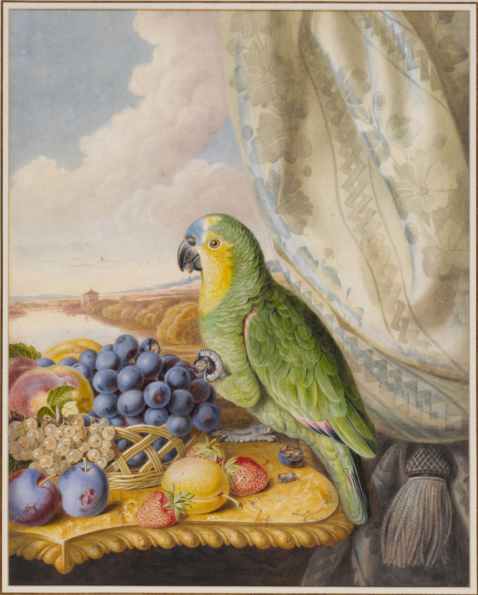 A parrot eating from a bowl of grapes, plums, peaches and strawberries ...