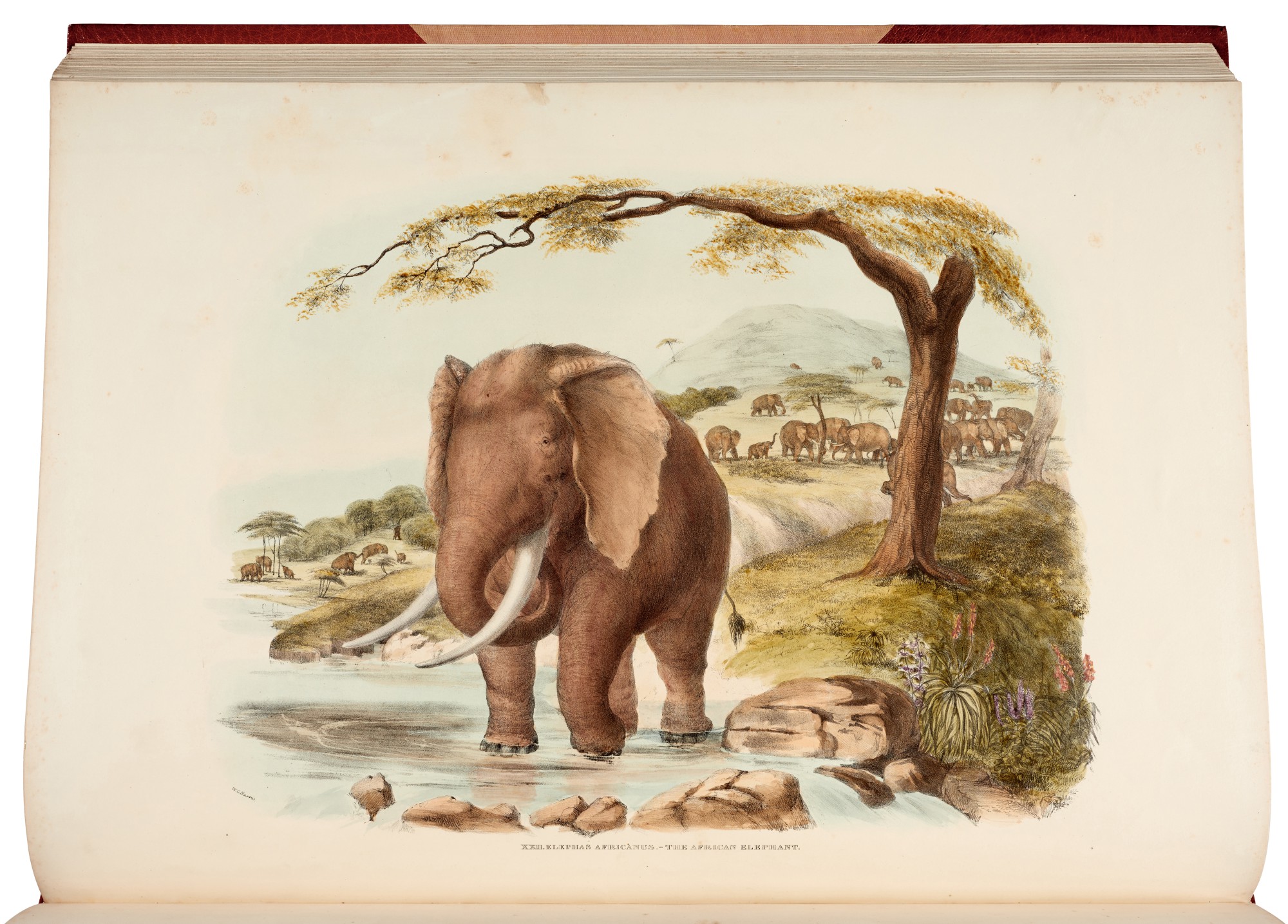 William Cornwallis Harris | Portraits of the game and wild animals of ...