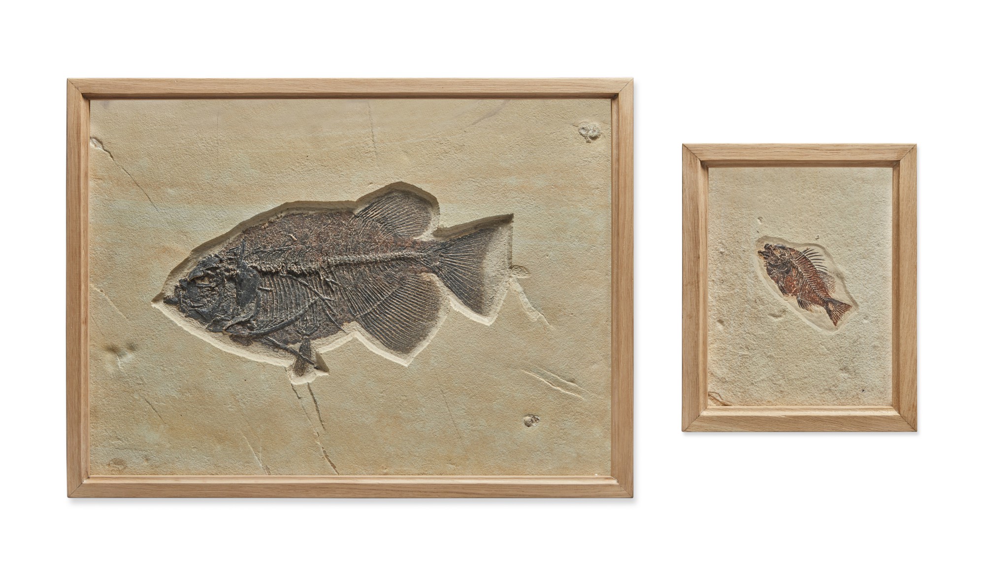 A Pair Of Framed Fossilized Fish | History of Science & Technology ...