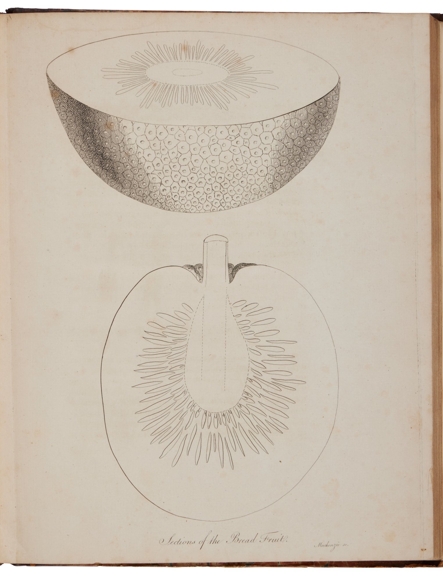 Bligh, William | Bligh and breadfruit | Fine Books and Manuscripts ...