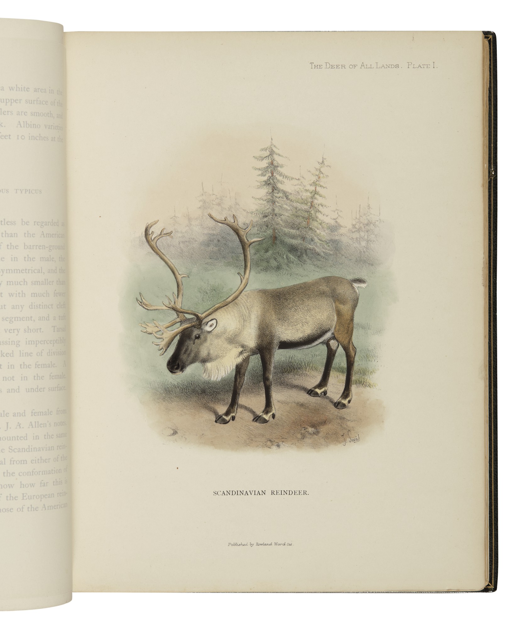 LYDEKKER, RICHARD | The Deer of All Lands. London: Rowland Ward ...