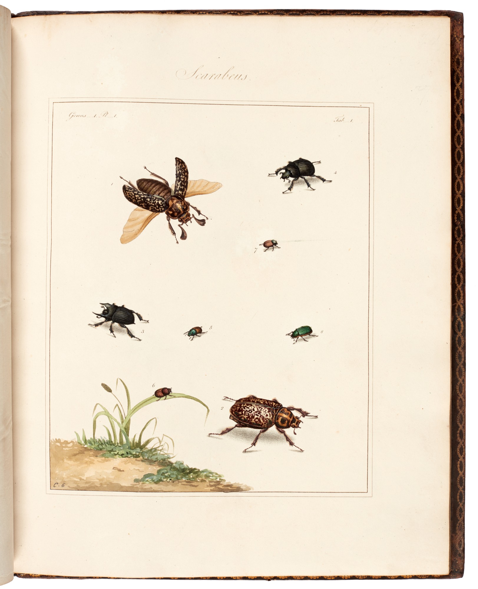 Thomas Martyn | The English entomologist, 1792 | The Library of Henry ...