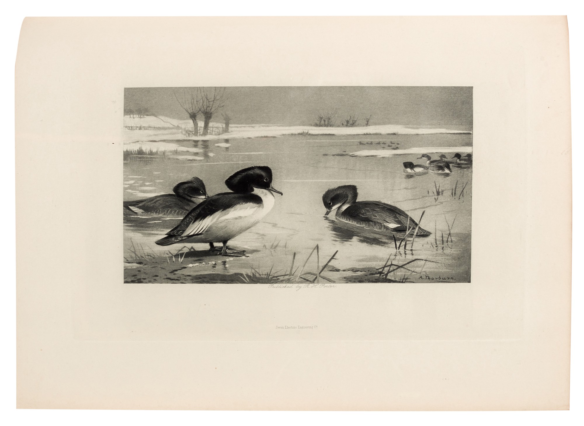 Thomas Powys, Lord Lilford | Notes on the birds of Northamptonshire ...