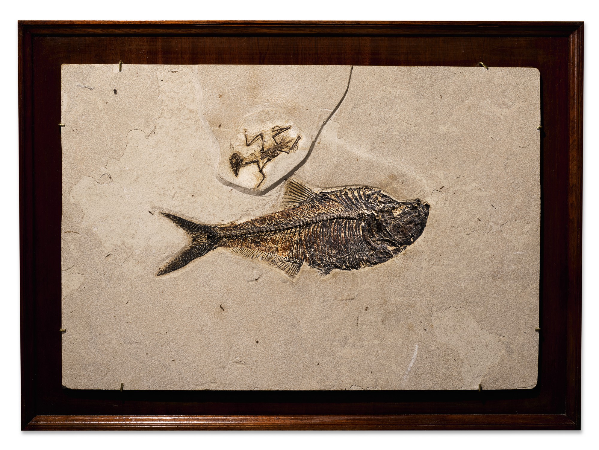 A FISH AND BIRD FOSSIL PLAQUE | History of Science and Technology ...