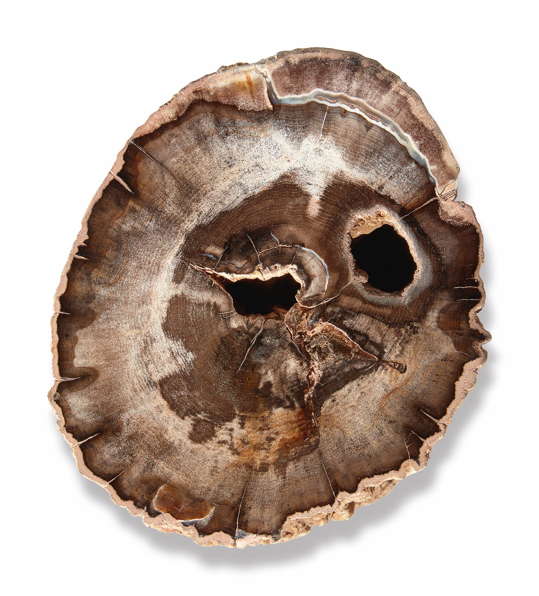 A PETRIFIED WOOD LOG SECTION | Natural History; Including Fossils ...