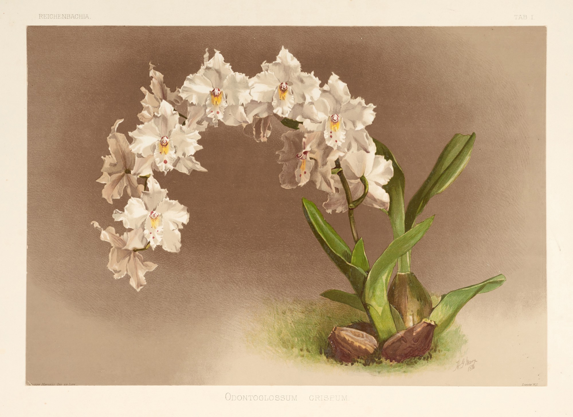 Frederick Sander | Reichenbachia. Orchids illustrated and described ...