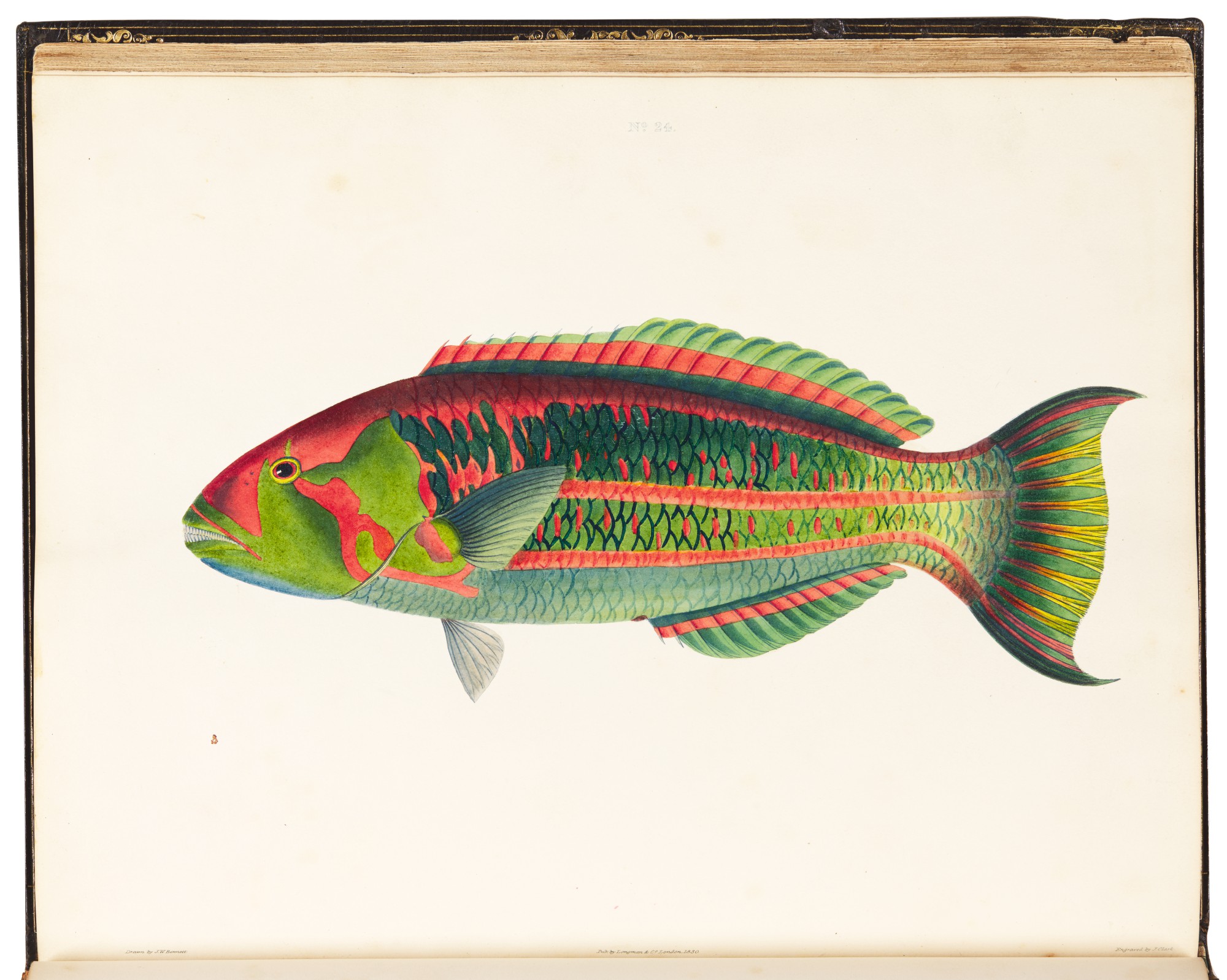 Bennett | Fishes found on the Coast of Ceylon, 1830 | Travel, Atlases ...