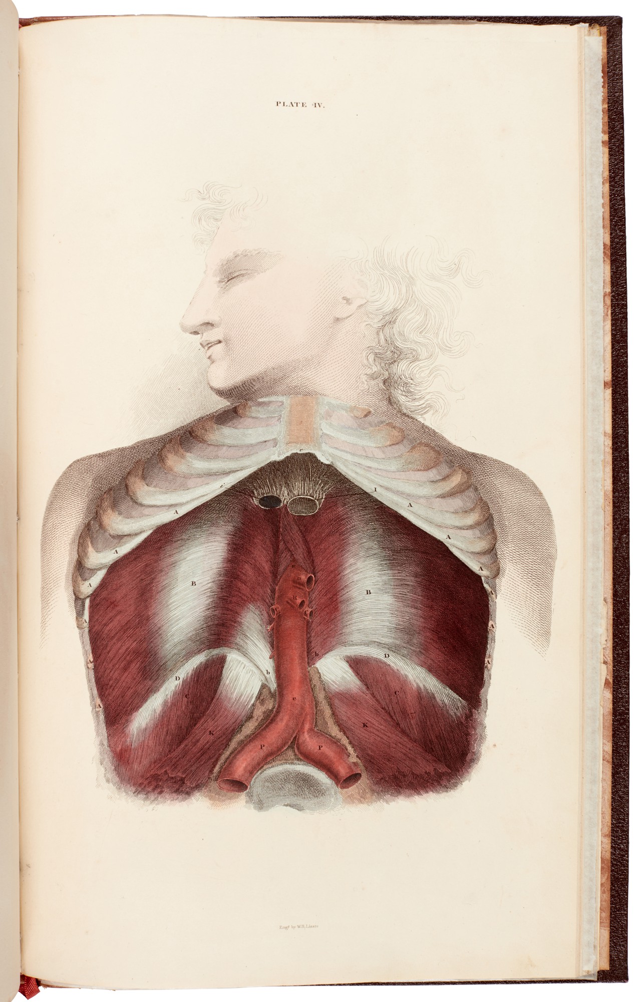 John Lizars | System of anatomical plates, Edinburgh, 1824, later half ...