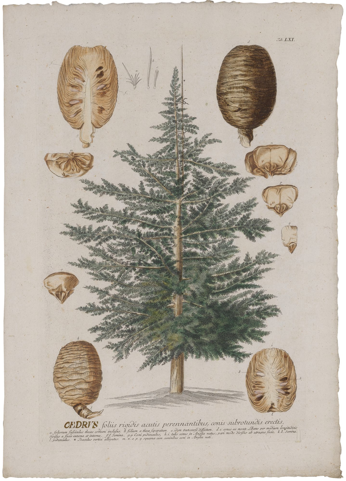 Trew, Christoph Jacob, and Georg Dionysius Ehret | Over one hundred ...