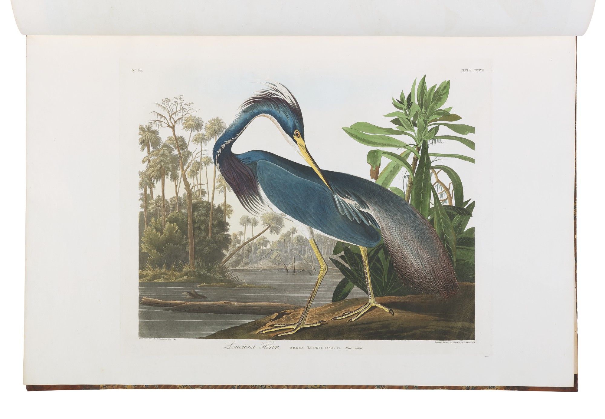 JOHN JAMES AUDUBON | The Birds of America; from Original Drawings by ...
