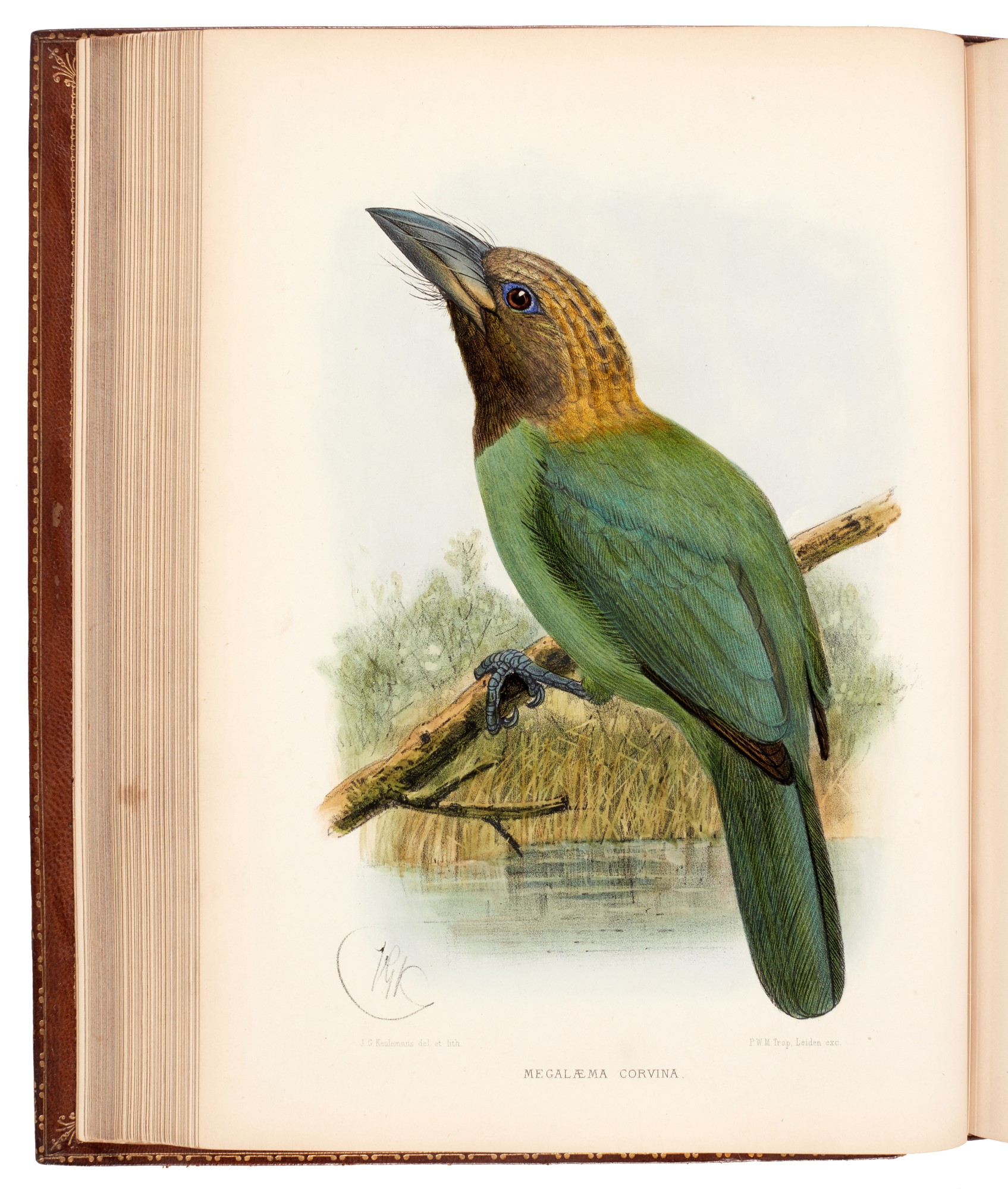 C.H.T. and G.F.L. Marshall | A monograph of the capitonidae, or ...