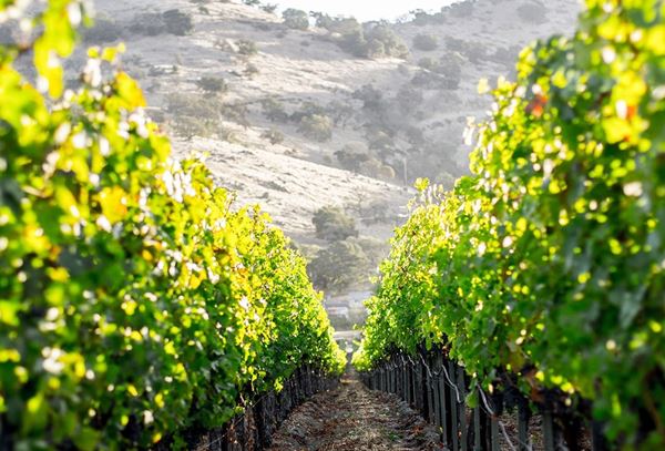 Stewart Cellars, Cabernet Sauvignon, Napa Valley 2011 (12 BT) | NVV ...