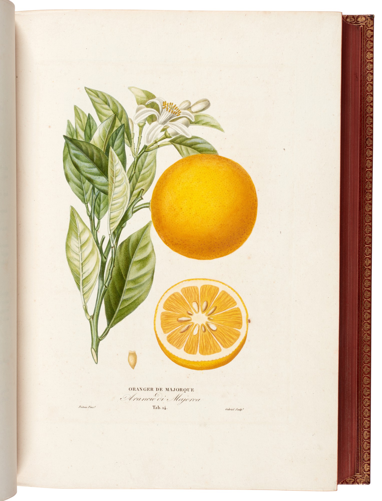 Joseph Antoine Risso and Pierre Antoine Poiteau | Histoire naturelle ...