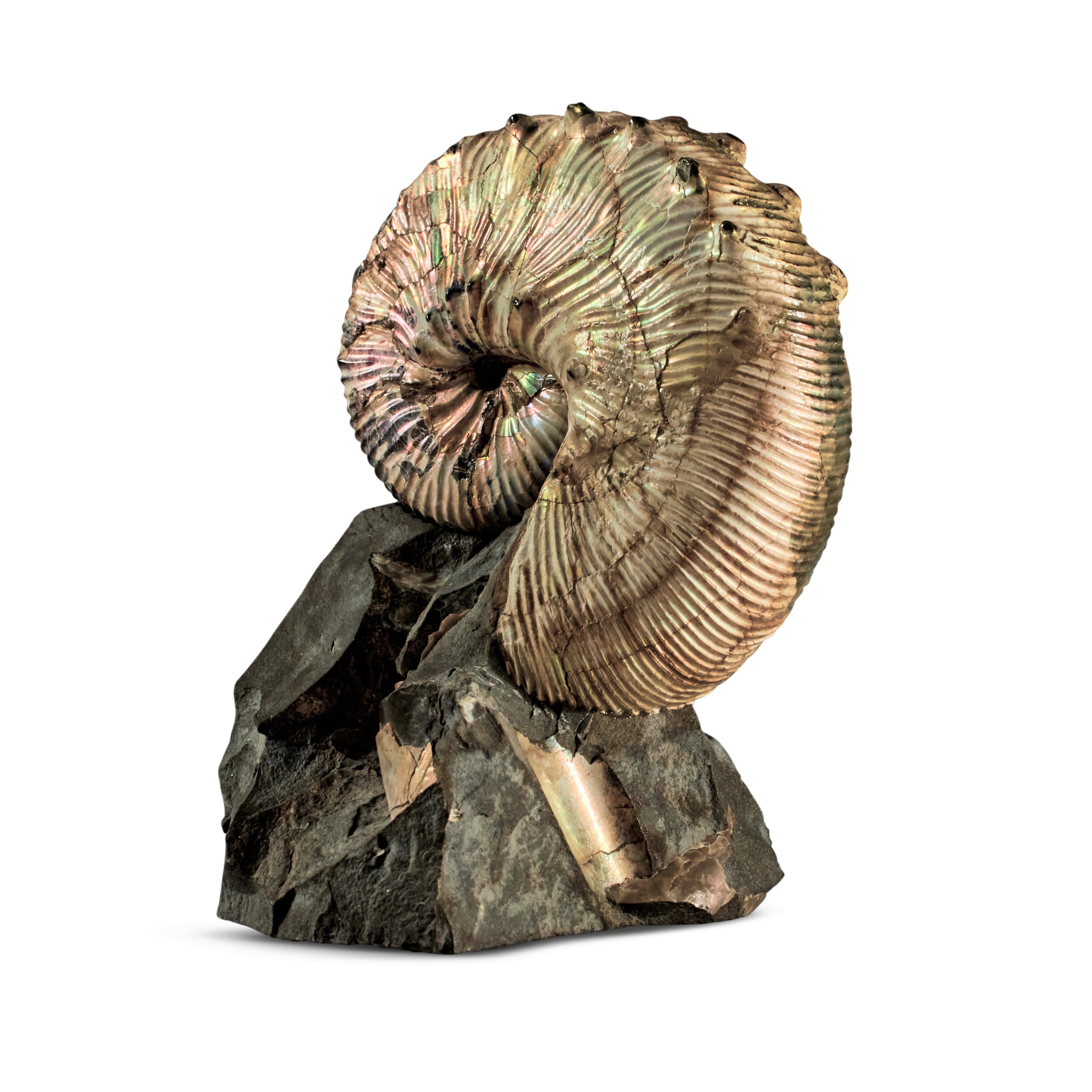 Pearly Ammonite Fossil on Matrix — Hoploscaphites | Natural History ...