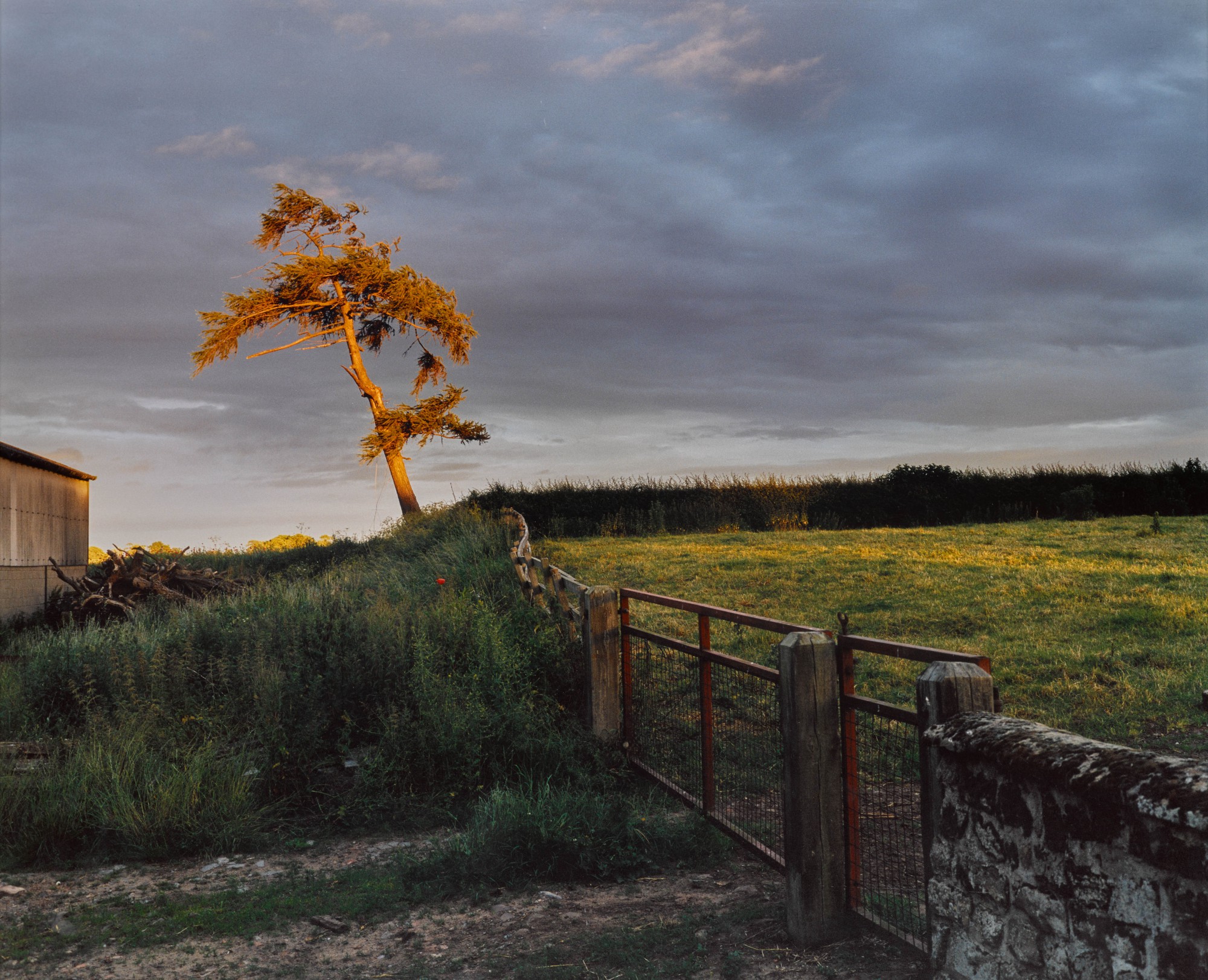 SAM TAYLOR-JOHNSON | SELF PORTRAIT AS A TREE | Eclectic | London | 2020 ...