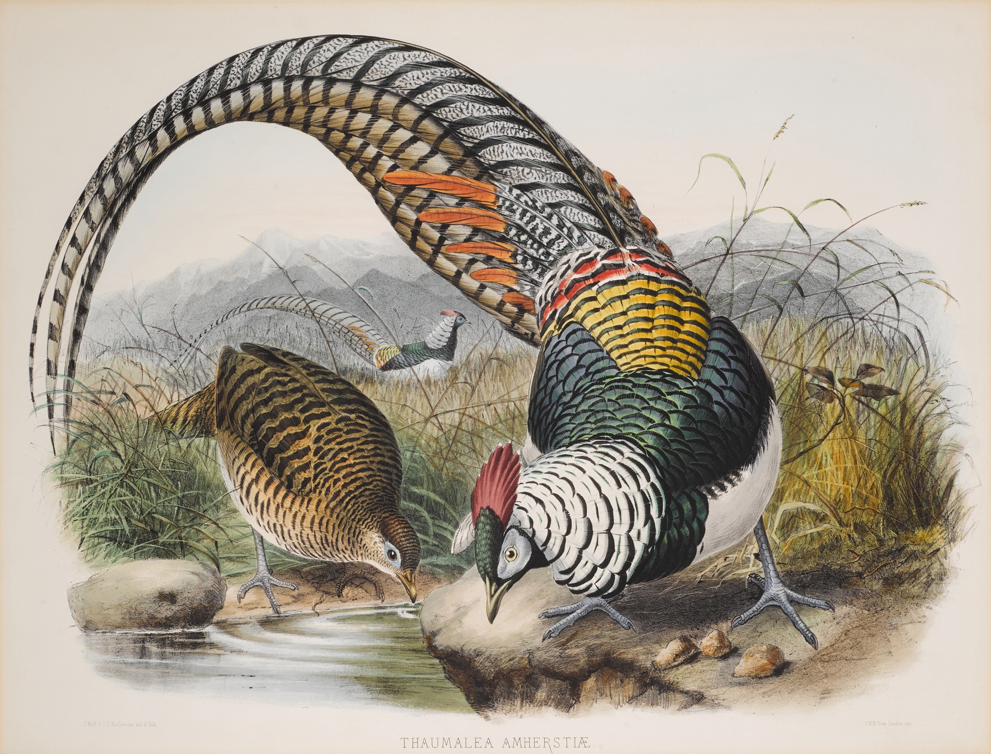 A set of six handcoloured ornithological prints by J. Wolfe & J. G ...