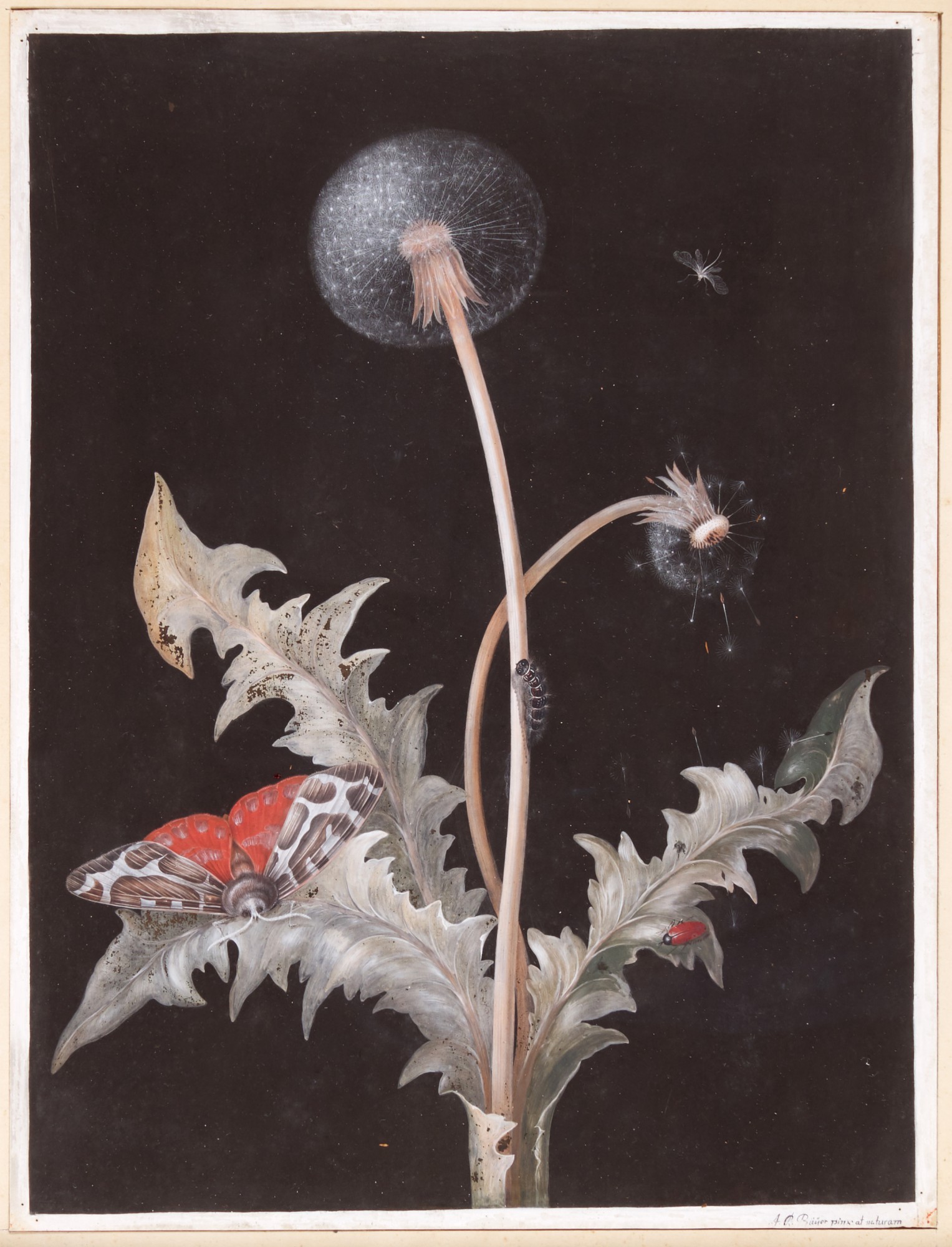 A dandelion and a moth | Old Master and British Works on Paper ...