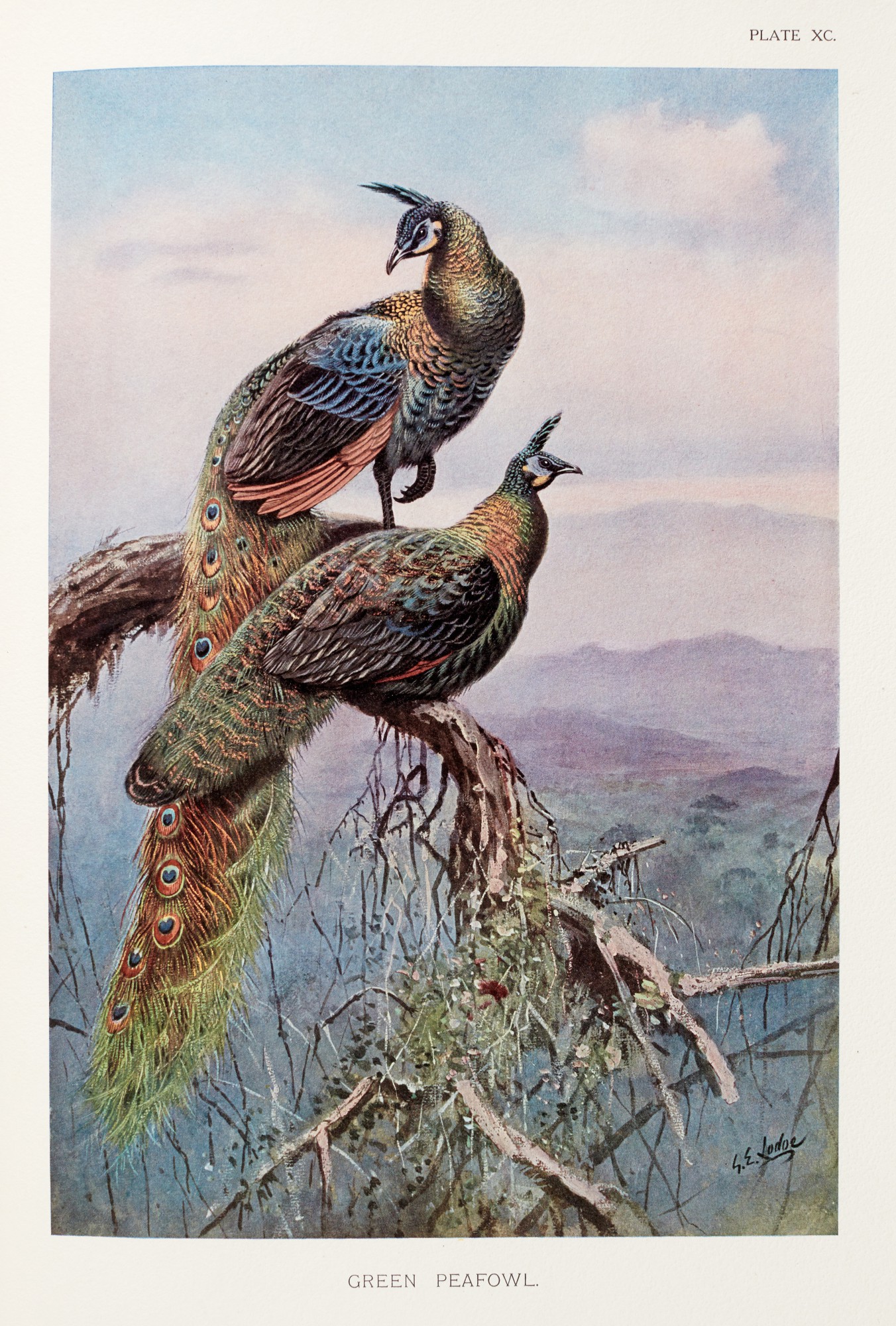 William Beebe | A monograph of the pheasants, 1918-1922, 4 volumes ...