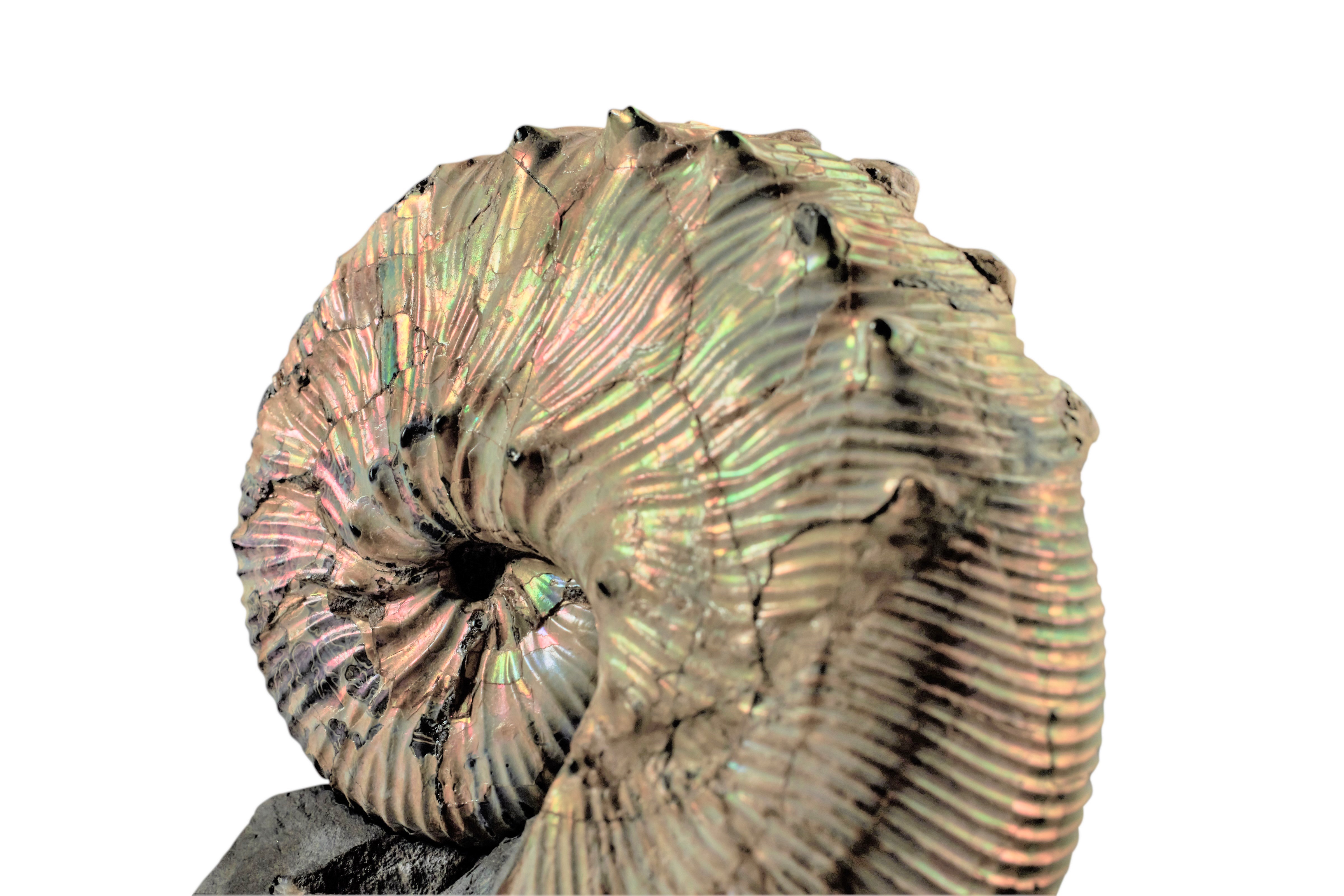Pearly Ammonite Fossil on Matrix — Hoploscaphites | Natural History ...