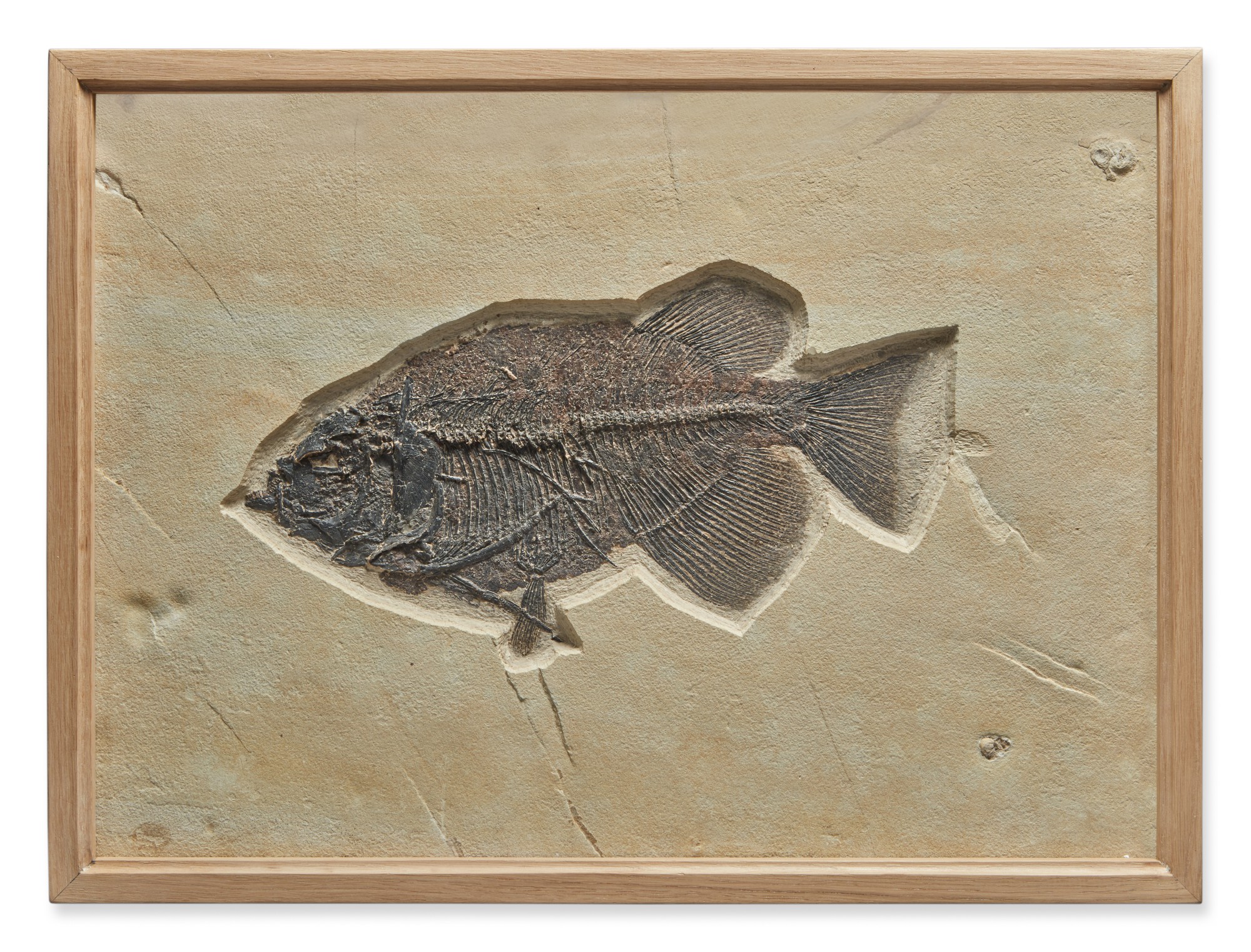 A Pair Of Framed Fossilized Fish | History of Science & Technology ...