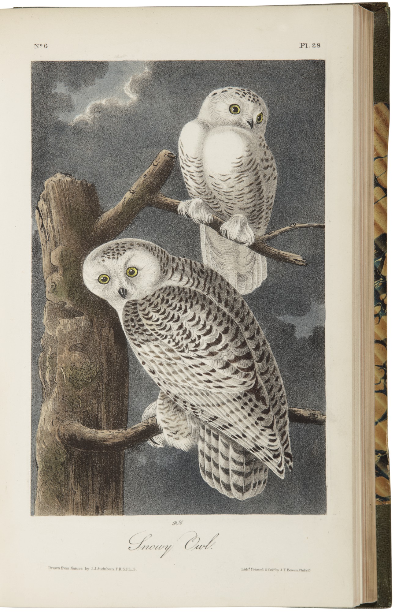 AUDUBON, JOHN JAMES | The Birds of America, From Drawings made in the ...