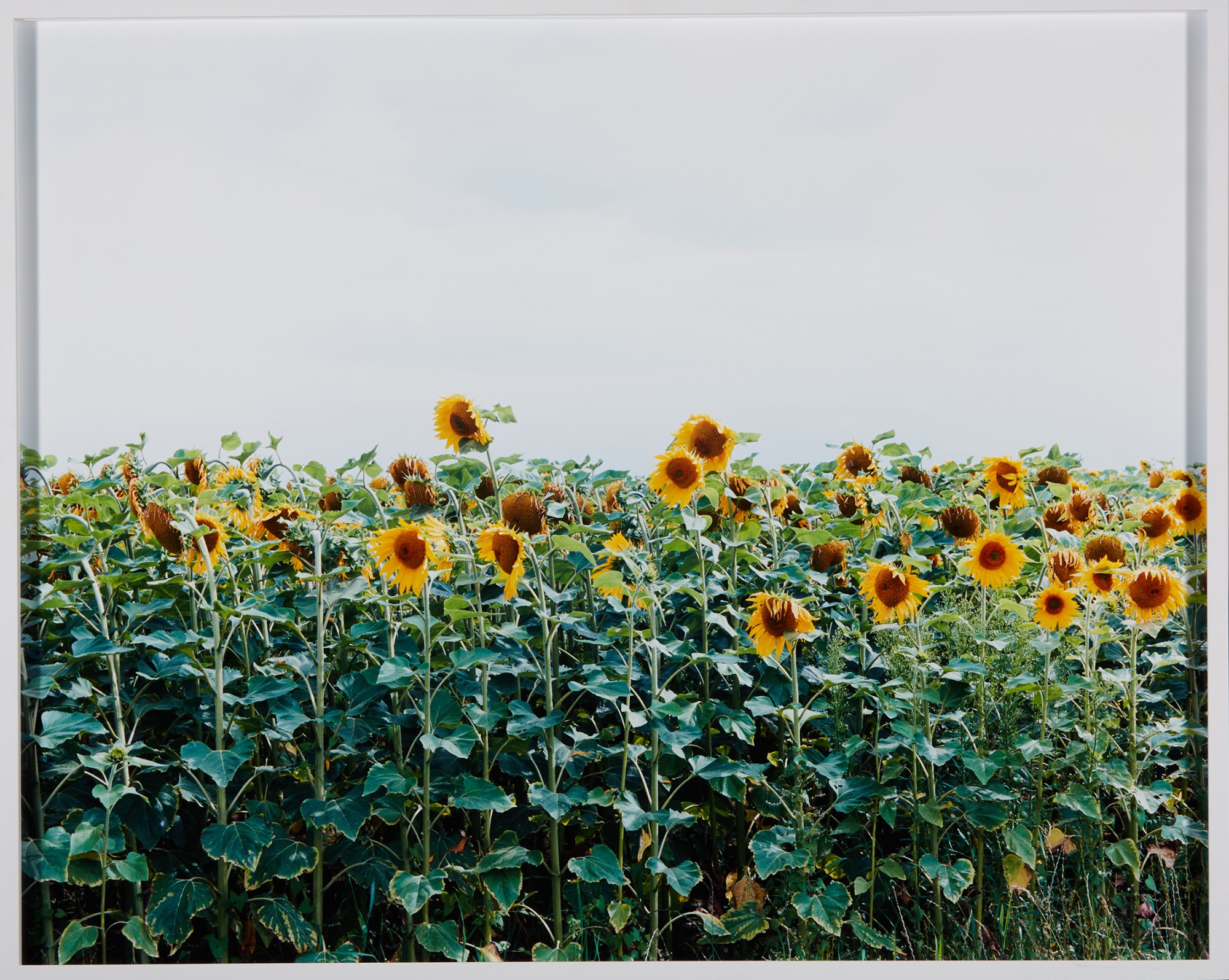 ANNETTE KELM | UNTITLED | Contemporary Art Online | London ...