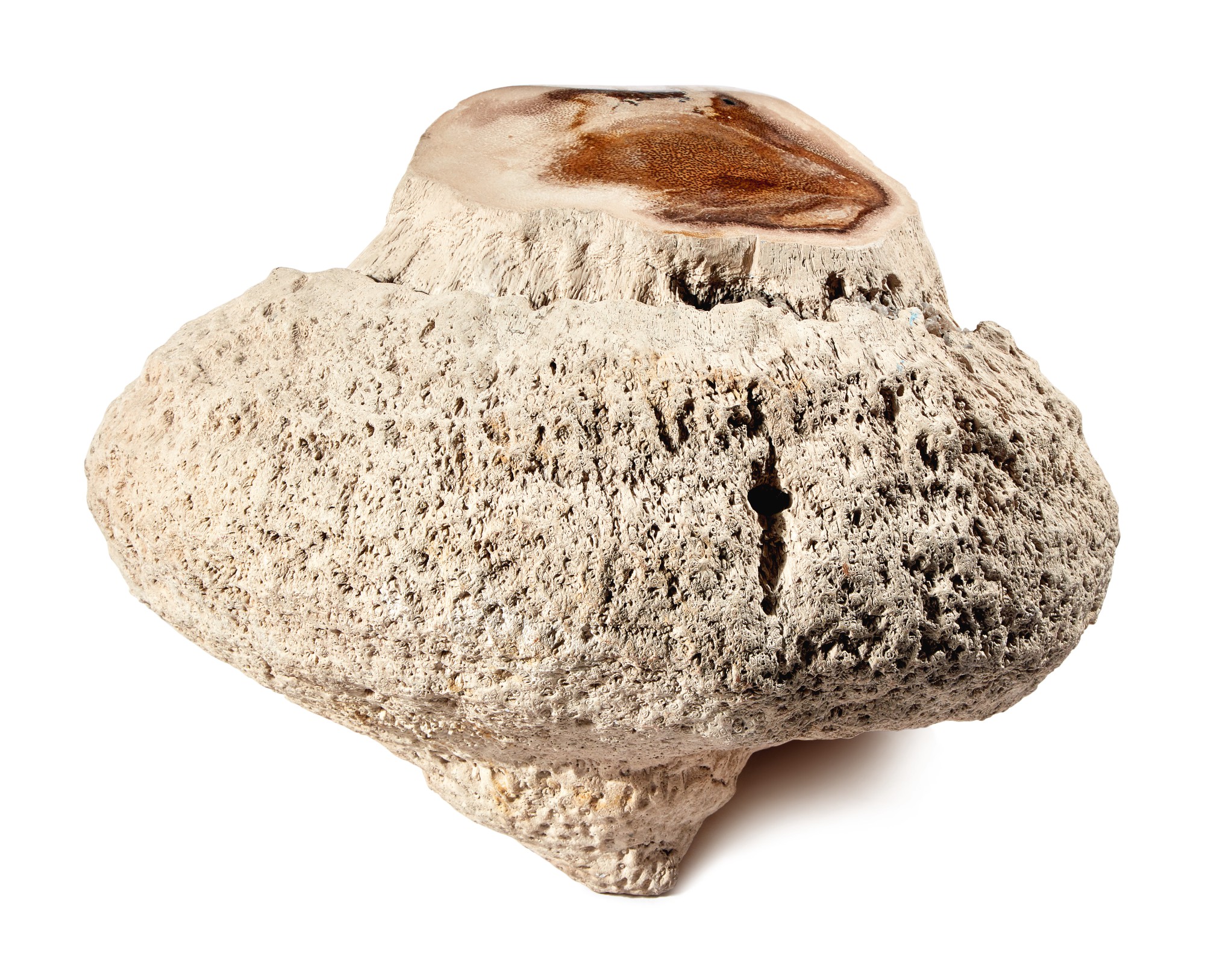A FOSSIL PALM BULB | Natural History; Including Fossils, Minerals ...