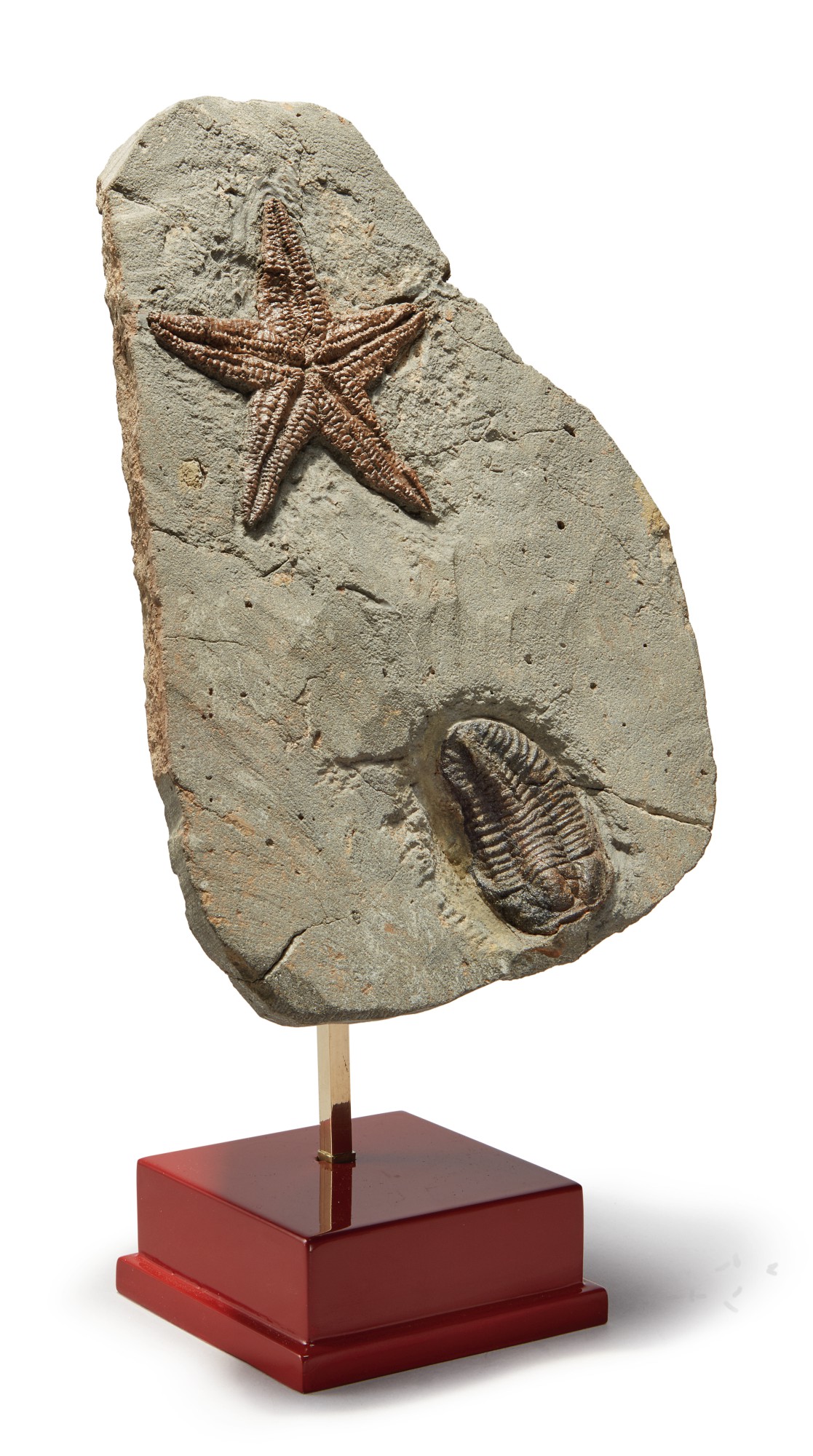 A LARGE FOSSIL STARFISH | Natural History; Including Fossils, Minerals ...