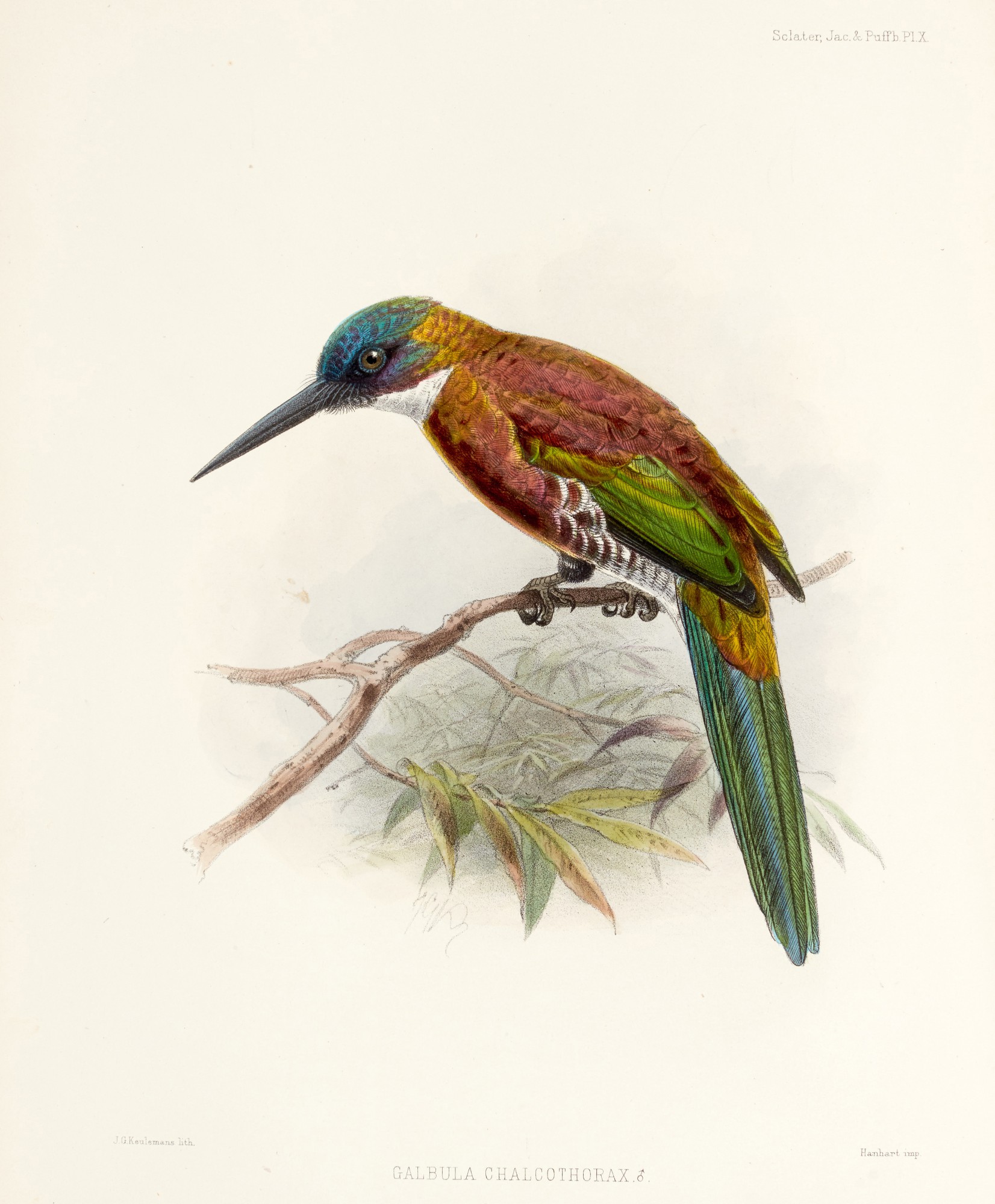 Philip Lutley Sclater | A Monograph of the Jacamars and Puff-Birds ...