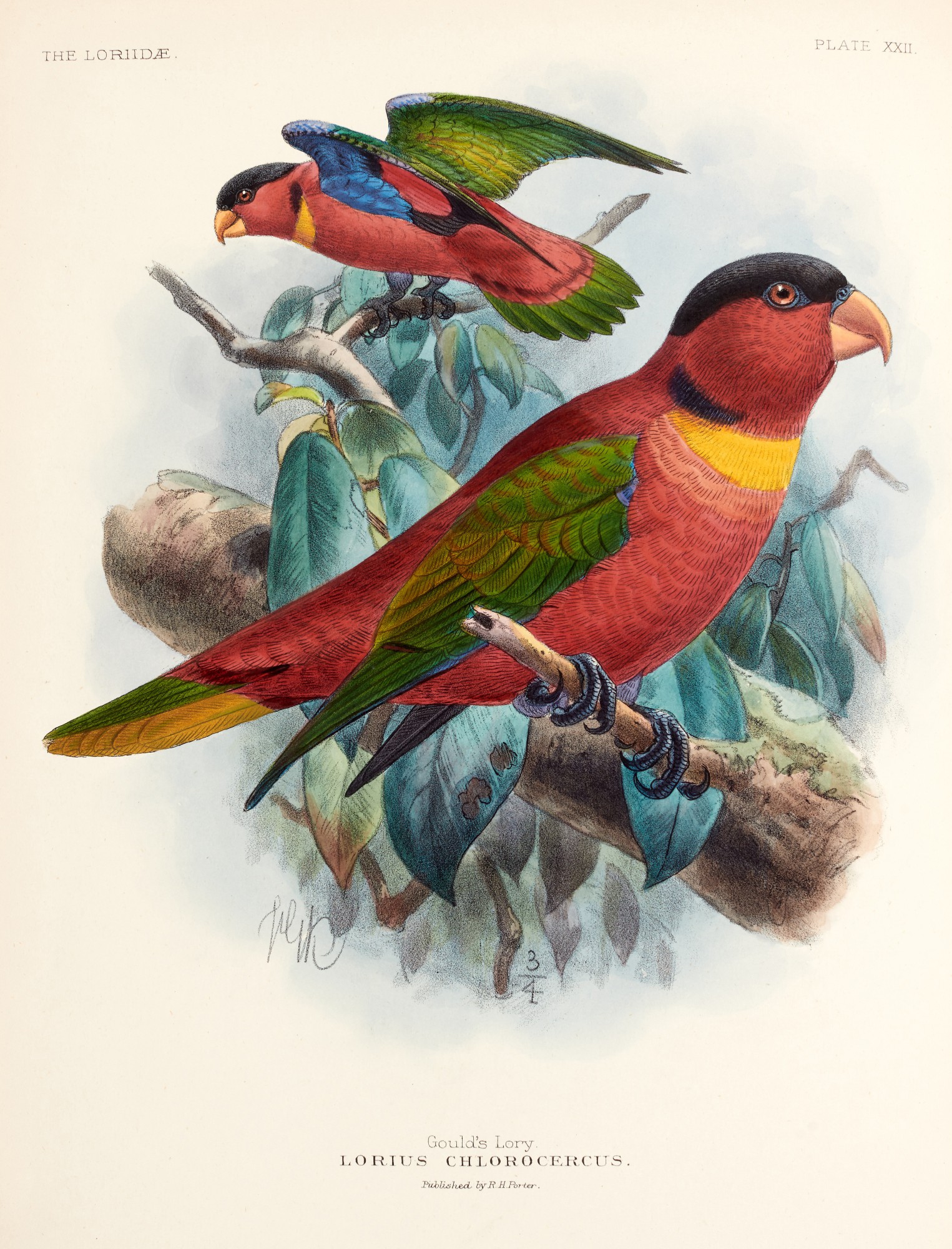 St. George Jackson Mivart | A Monograph of the Lories... London, 1896 ...