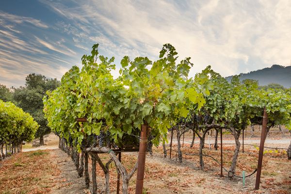 Rombauer Vineyards, Cabernet Sauvignon, Atlas Peak 2012 (12 BT) | NVV ...