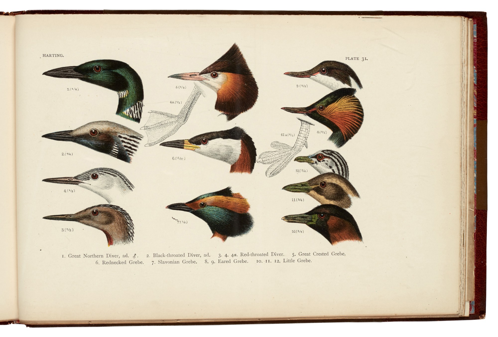 James Edmund Harting | A handbook of British birds, 2 editions and ...