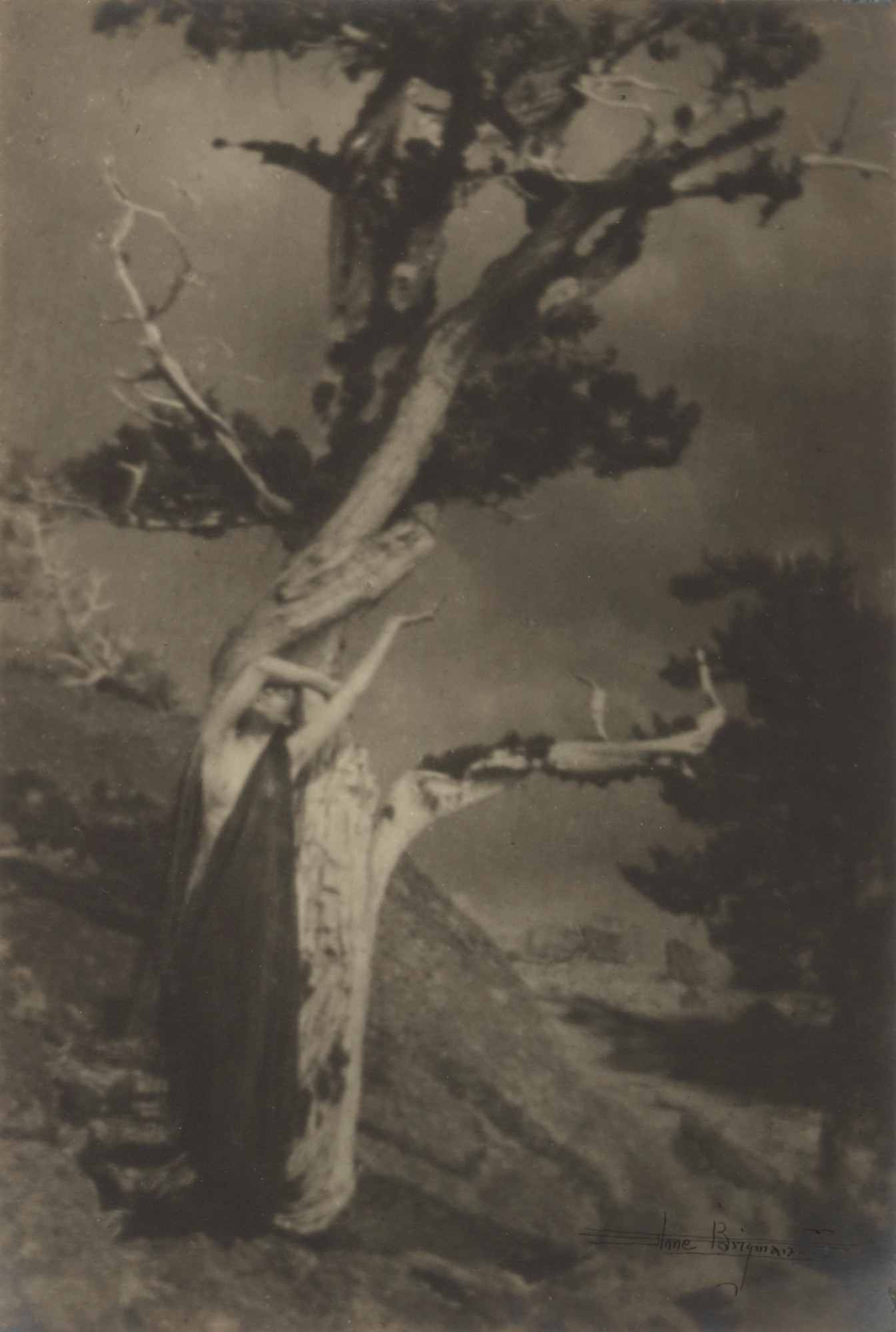 'The Dying Cedar' | 50 Masterworks to Celebrate 50 Years of Sotheby’s ...