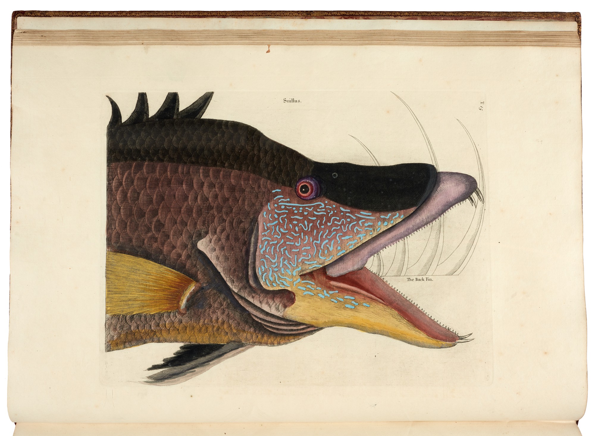 Mark Catesby | The natural history of Carolina, Florida and the Bahama ...