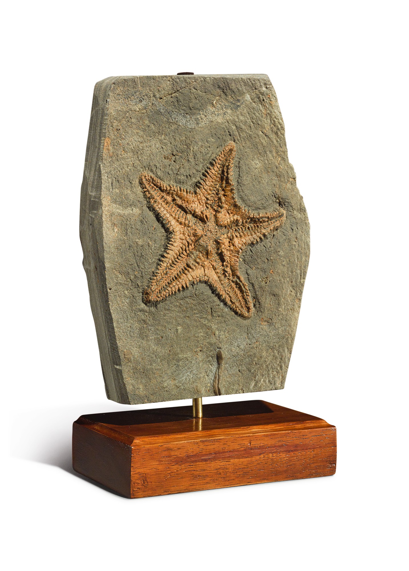 A RARE STARFISH FOSSIL | History of Science and Technology, Including ...