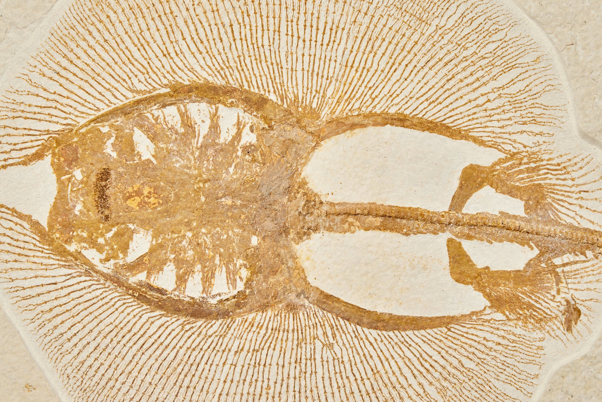 Stingray Skeleton Fossil | Natural History, including Gorgosaurus ...