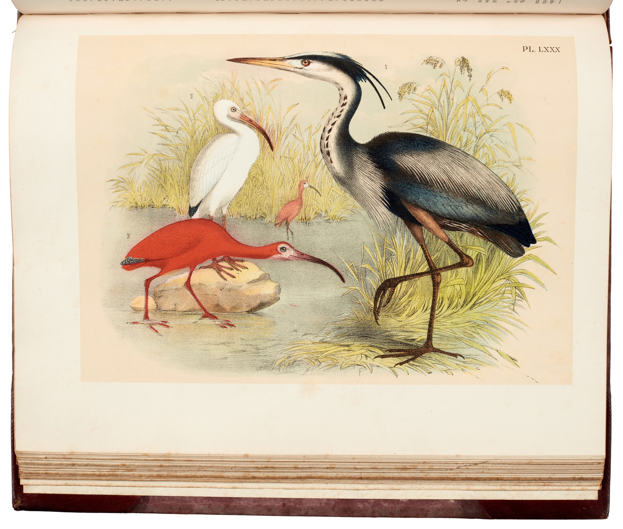 Jacob H. Studer | The Birds of North America..., New York, 1903 | The ...