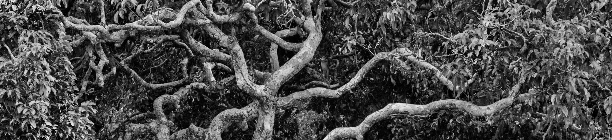 Sebastião Salgado: Tree of Life | 2022 | Sotheby's