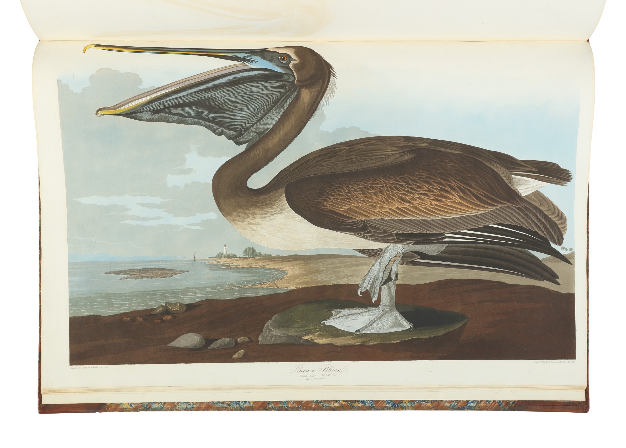 JOHN JAMES AUDUBON | The Birds of America; from Original Drawings by ...