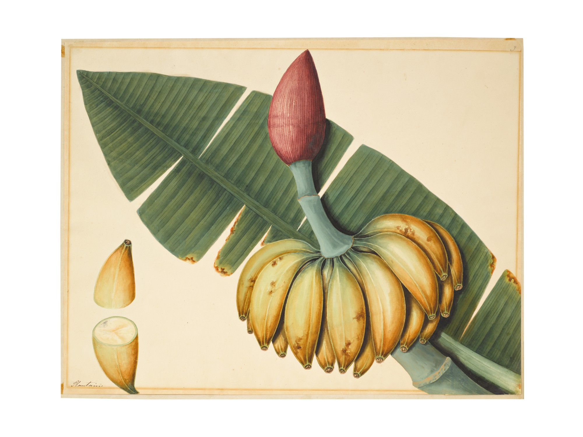 A plantain (musa balbisiana) and a mango (mangifera foetida), possibly ...