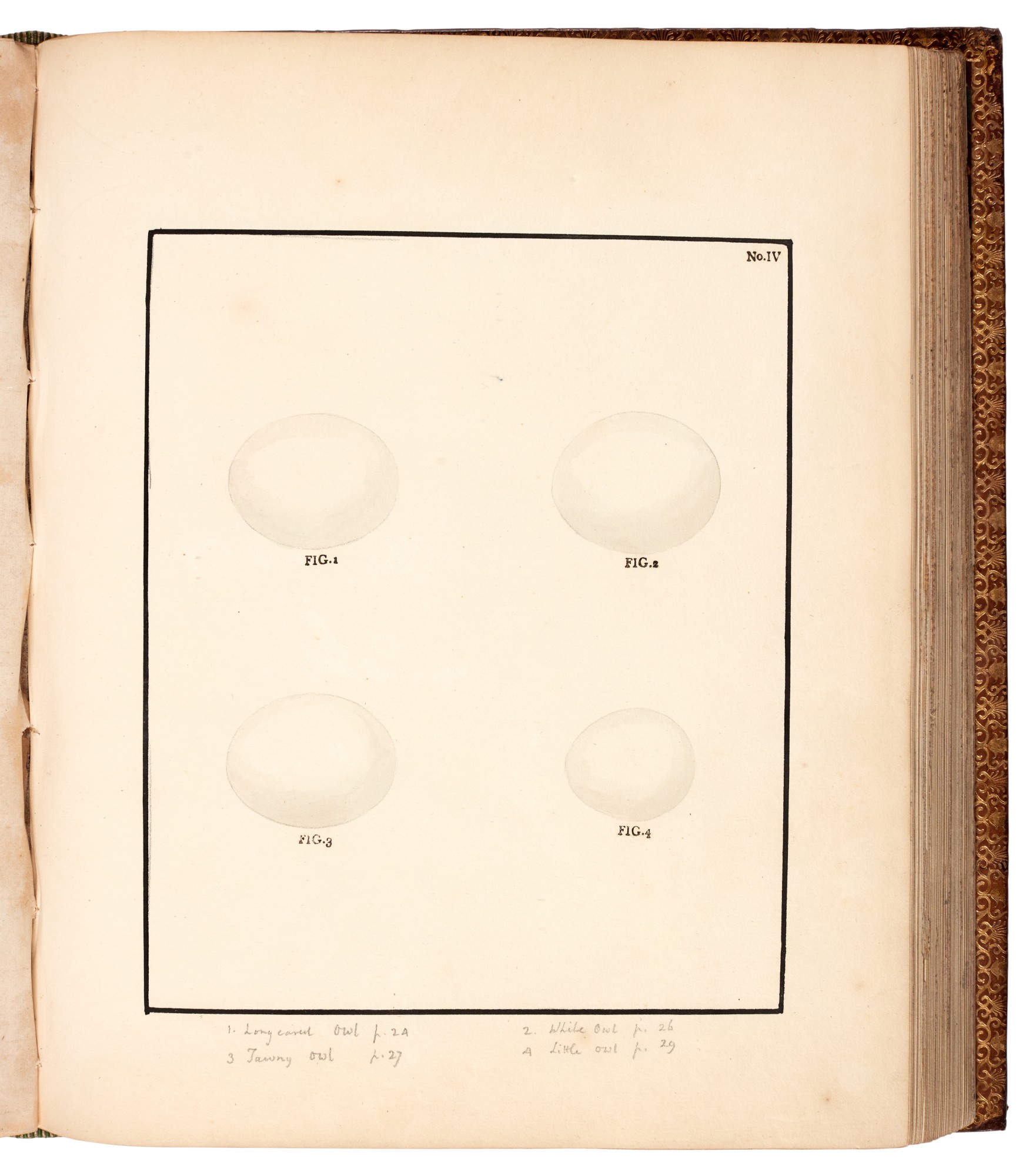 William Lewin | The Birds of Great-Britain with their Eggs, 1789-1794 ...