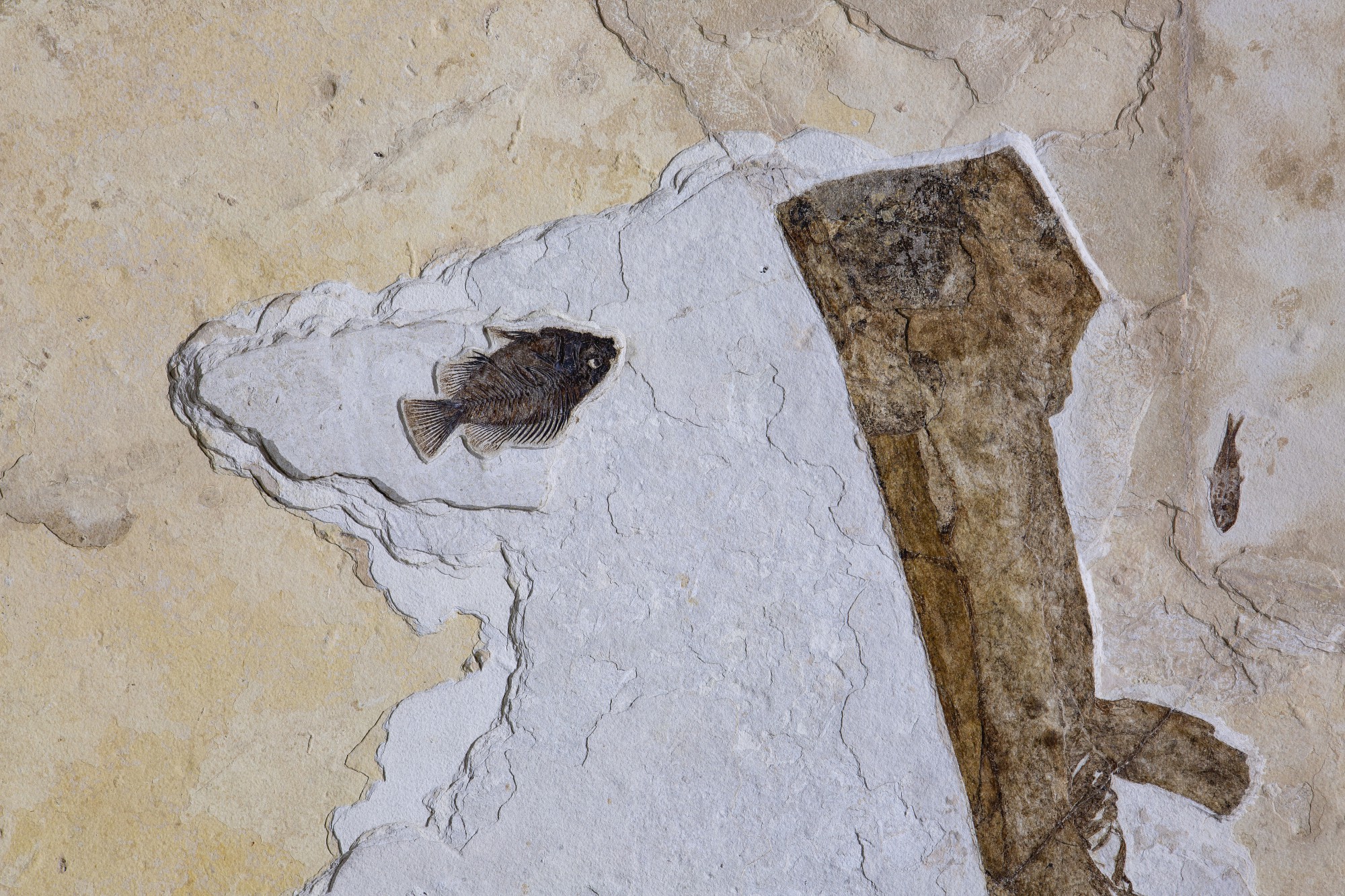 Rare Fossil Palm Frond With Fish | History of Science & Technology ...