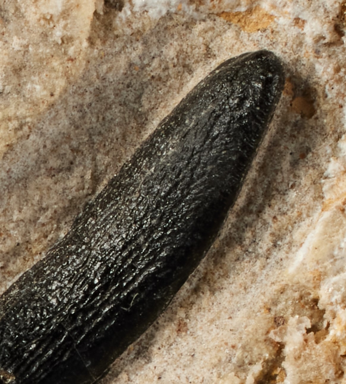 The Complete Tooth of a Diplodocus | Natural History | 2021 | Sotheby's