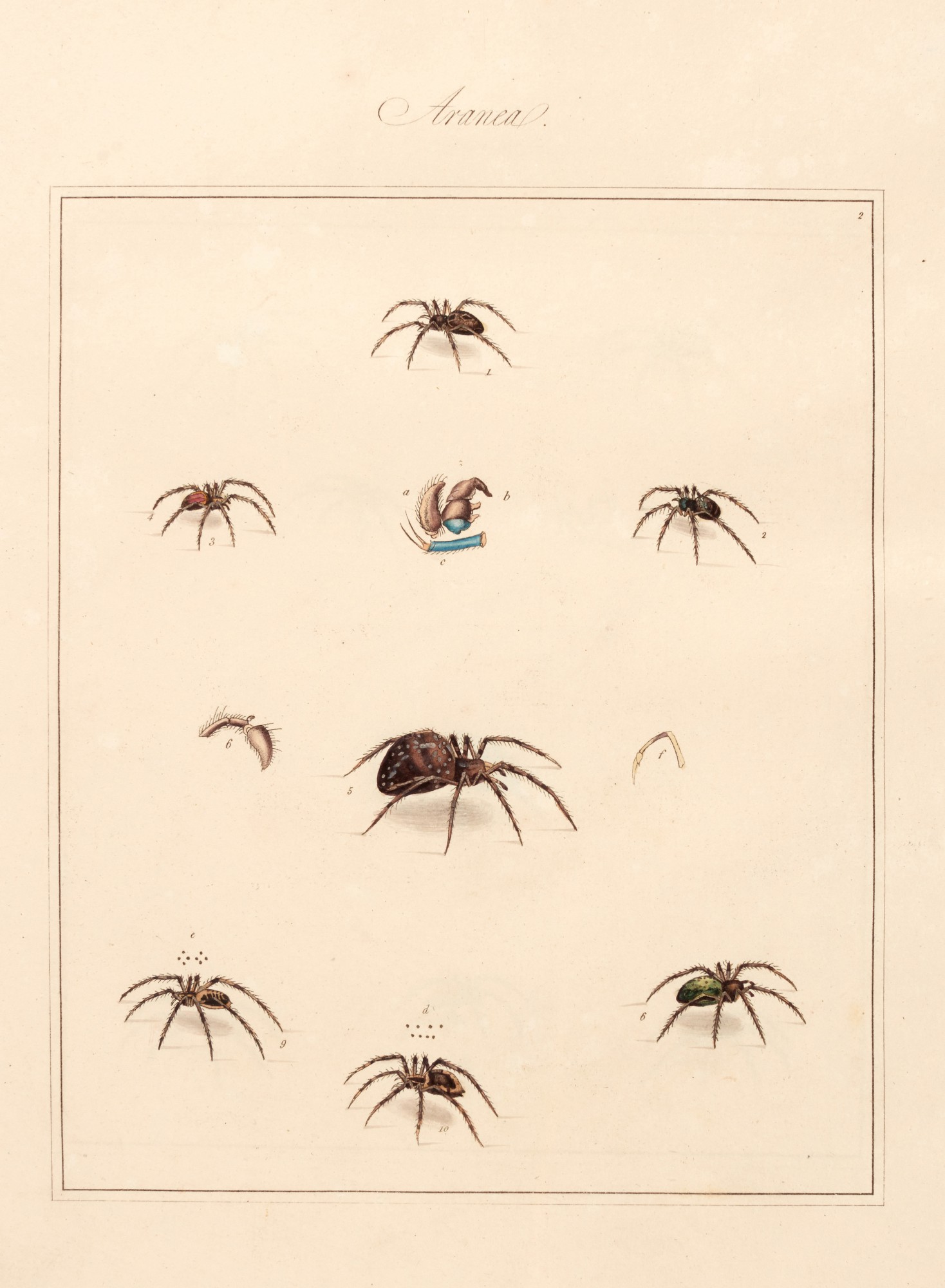 Thomas Martyn | Aranei, or a natural history of spiders, 1793, 2 parts ...