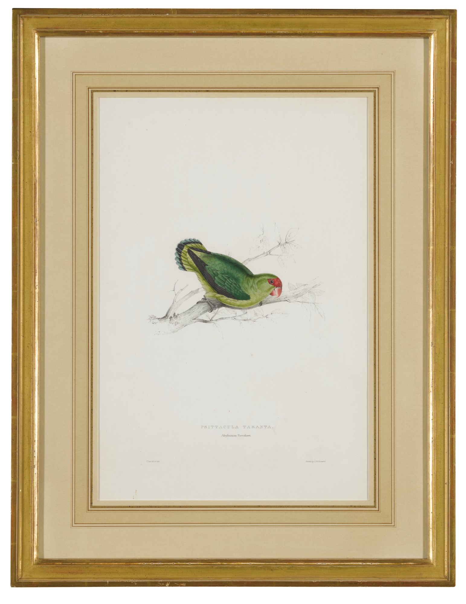 EDWARD LEAR | PSITTACULA TARANTA. ABYSSINIAN PARAKEET, [AND ...