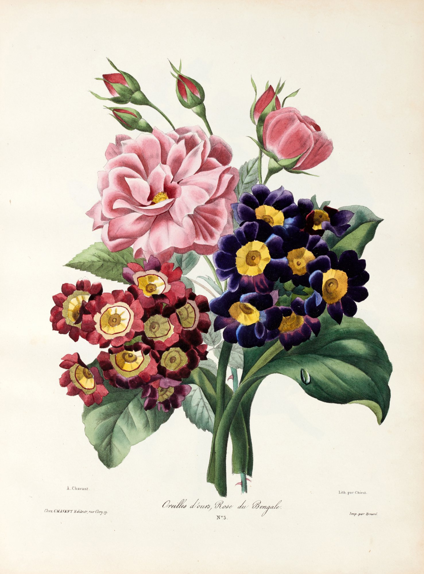 Pierre Joseph Redout Le Cours De Fleurs Du Jardin Des Plantes Paris Pierre Joseph Redout Le Cours De Fleurs Du Jardin Des Plantes Paris