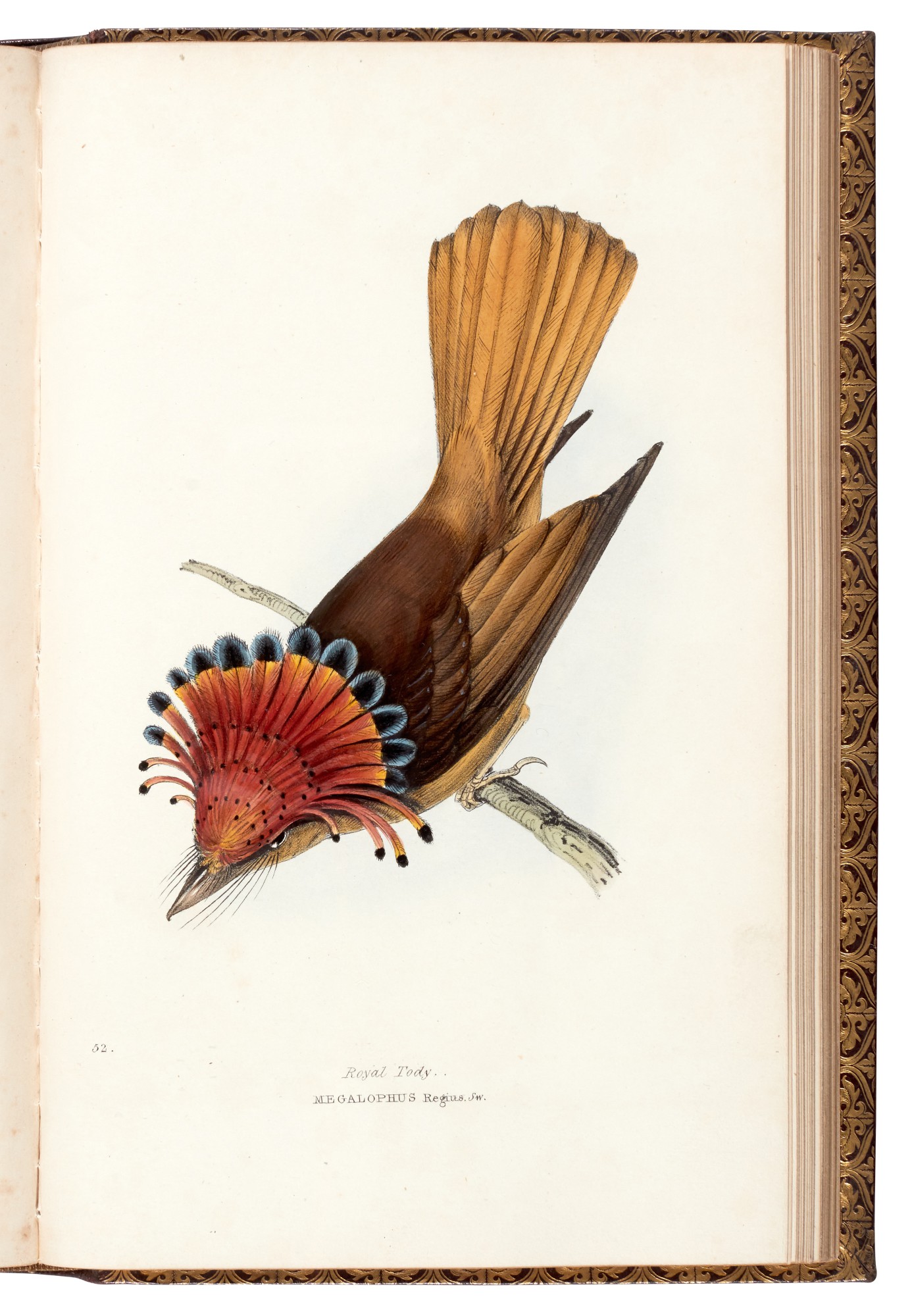 William Swainson | A Selection of the Birds of Brazil and Mexico, 1841 ...