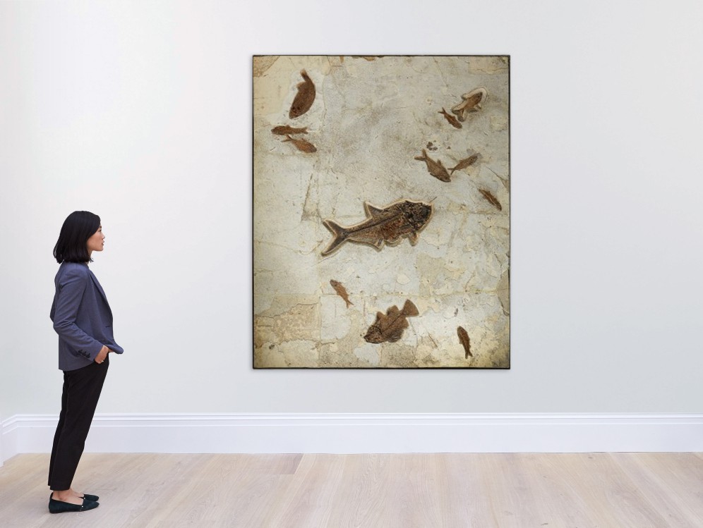 A Large Multi-Fish Fossil Mural | Natural History | 2021 | Sotheby's