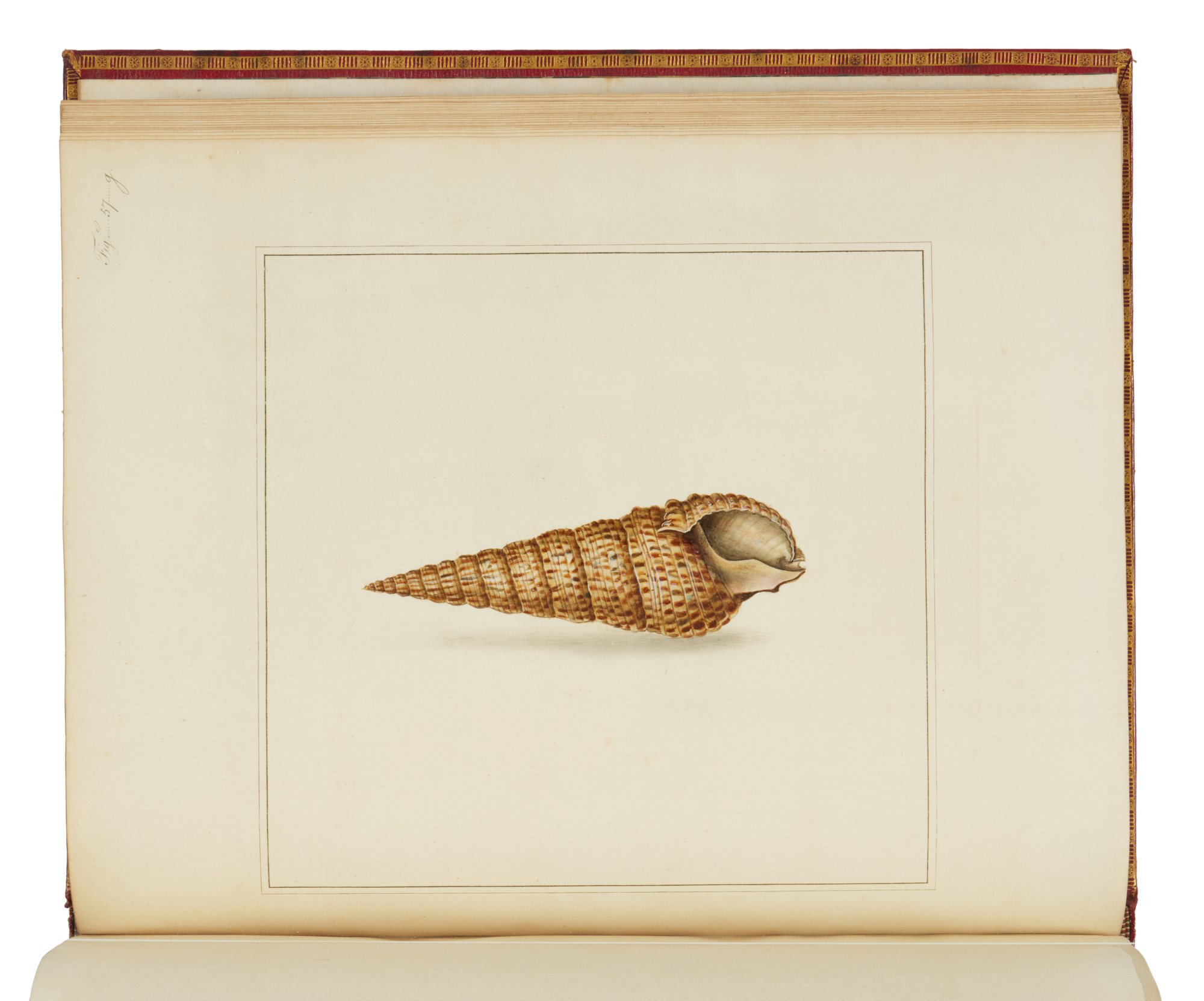 Martyn, Thomas | Exquisite depictions of shells collected during ...