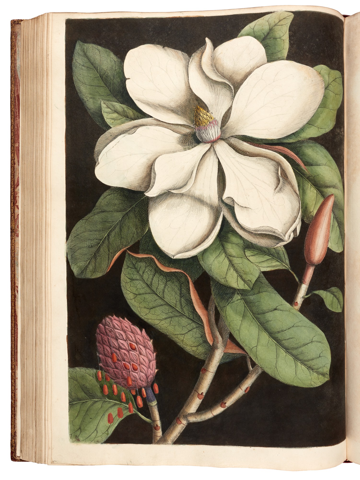 Mark Catesby | The natural history of Carolina, Florida and the Bahama ...